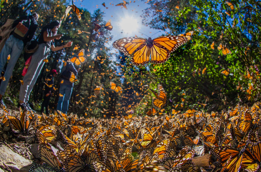 "Endangered" Status of Monarch Butterfly Reversed? – Monarch Botanika