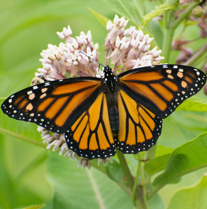 Beauty – Monarch Botanika